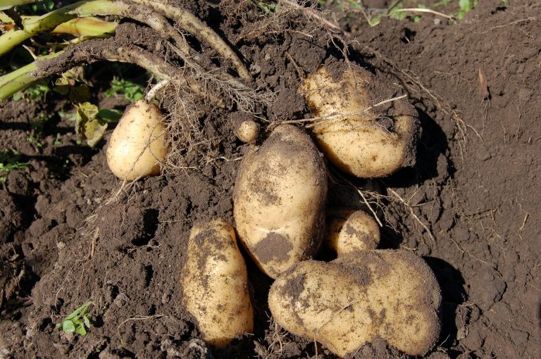 Garden Hack: Growing Potatoes Without Dirt! - The Savvy Age
